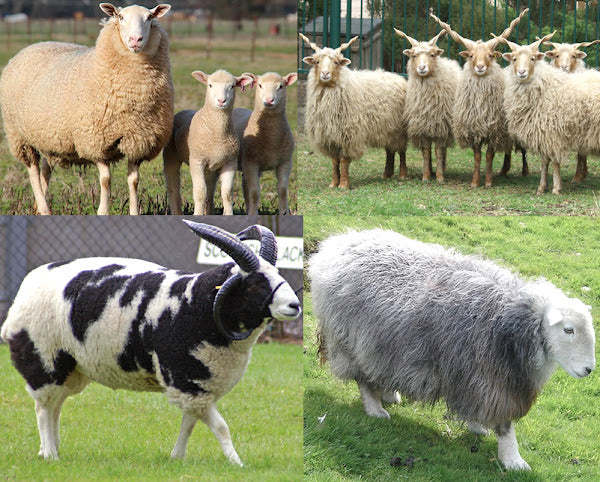 Exploring the World of Wool: From Ordinary to Extraordinary – Sterling Cloth